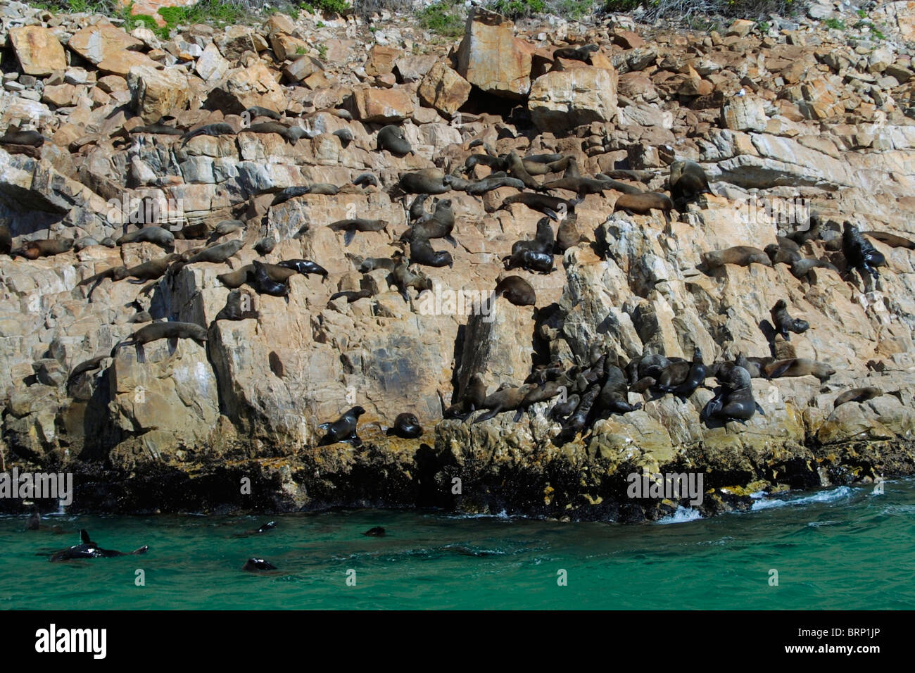 A Cape fur seal colony on the cliffs of the Robberg Nature Reserve in ...