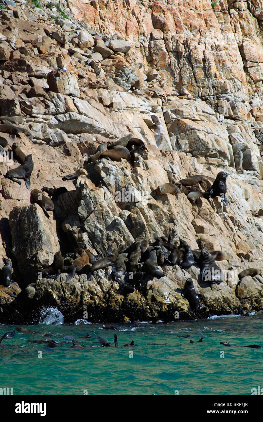 South African (Cape) fur Seal Colony on the cliffs of Robberg Nature ...