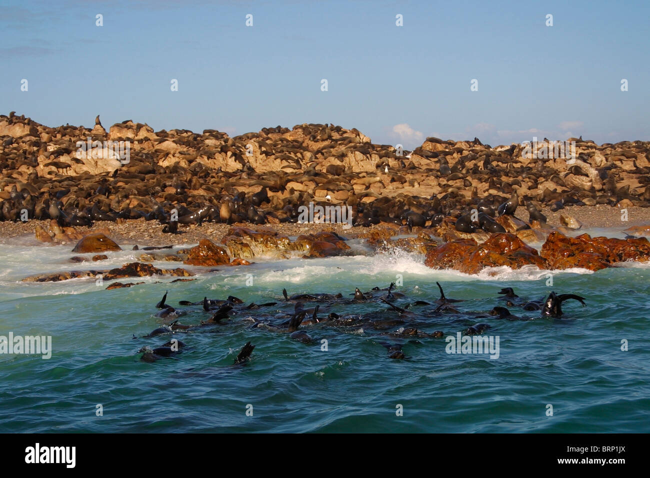 Dyer island hi-res stock photography and images - Alamy
