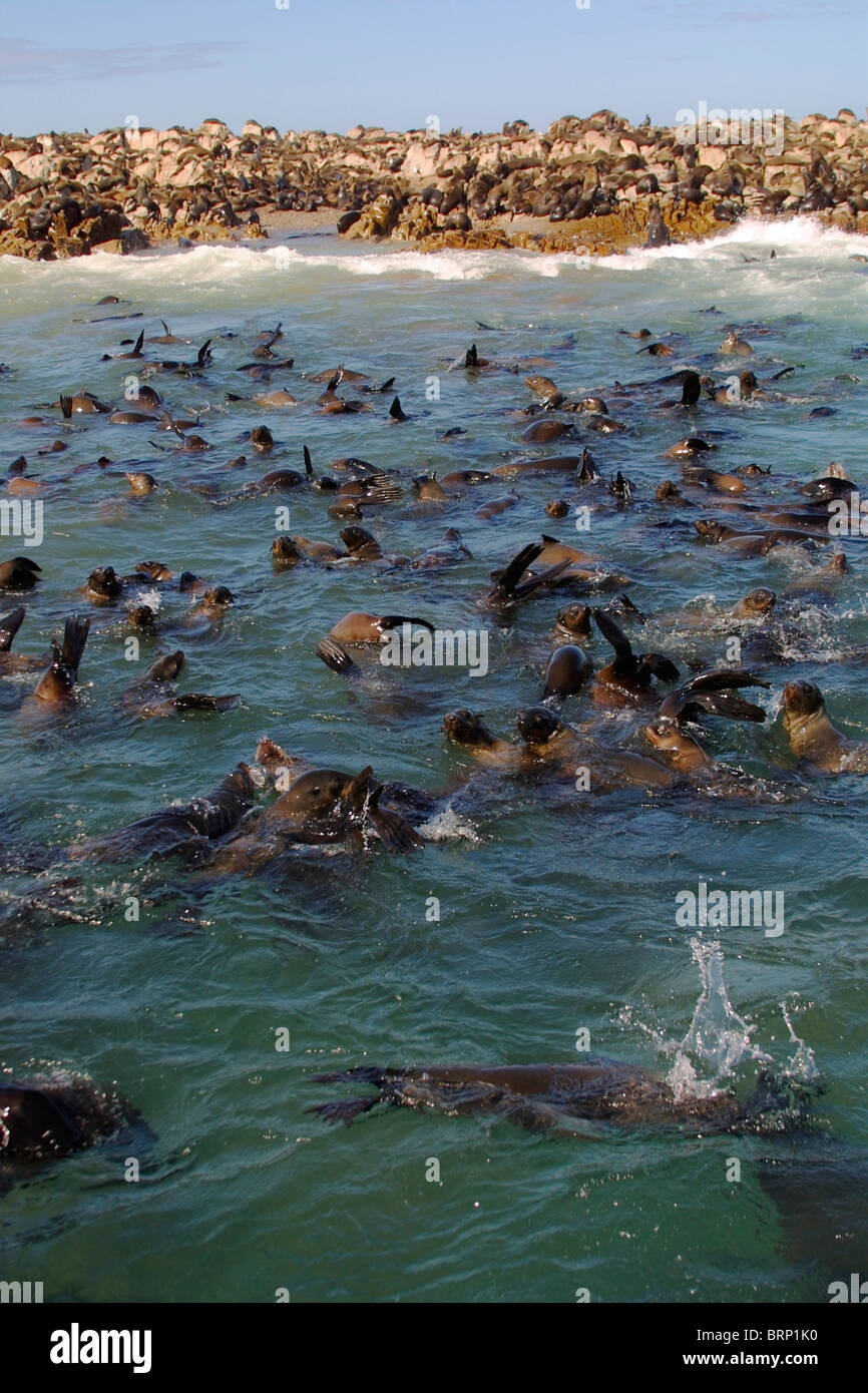 South African (Cape) Fur Seal Colony showing seals on land and in the ...