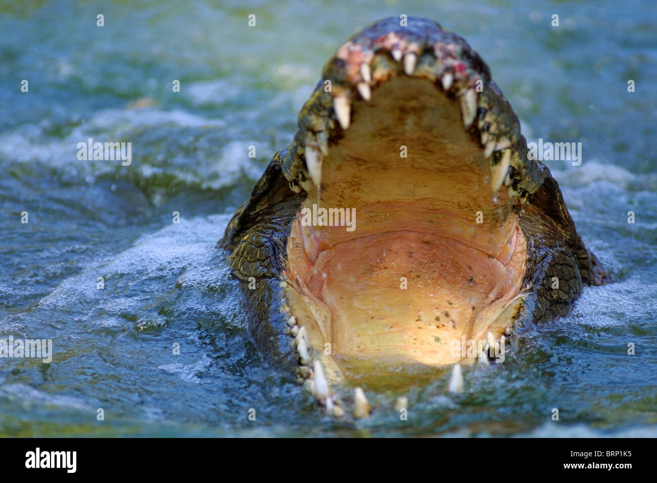 The attack crocodile jaws of a crocodile hi-res stock photography and ...