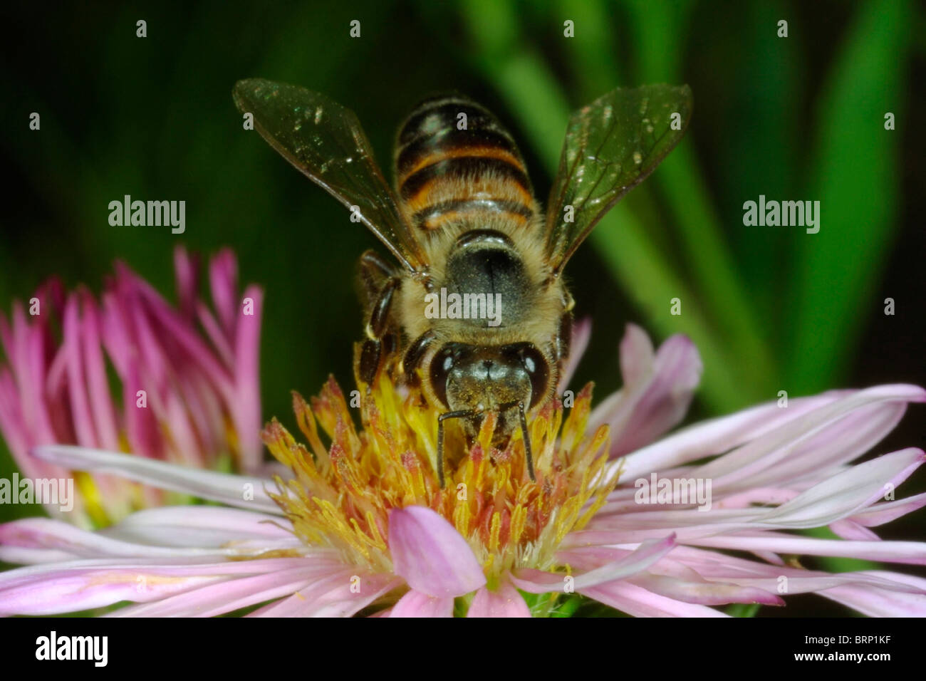 Compound flowers hi-res stock photography and images - Alamy