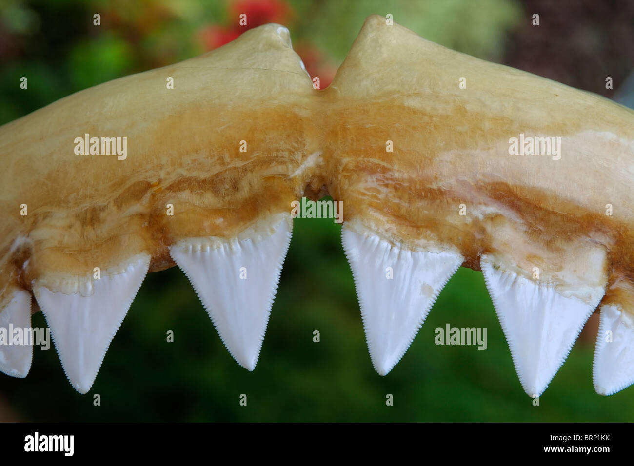 Detail of Great White Shark's jaw showing the teeth Stock Photo - Alamy