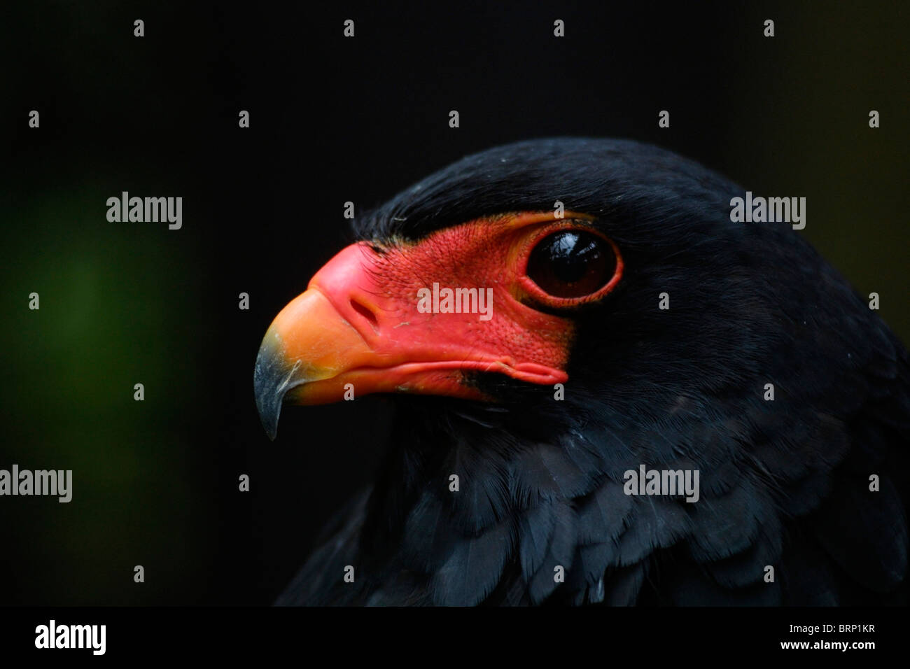 A portrait of a Bateleur Eagle showing the striking red facial markings ...