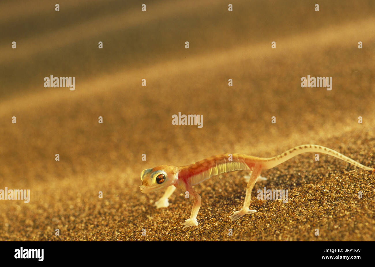 Dune sand gecko hi-res stock photography and images - Alamy