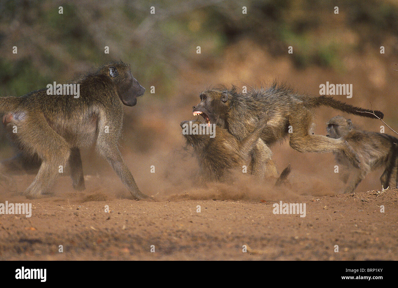 South africa baboon teeth hi-res stock photography and images - Alamy
