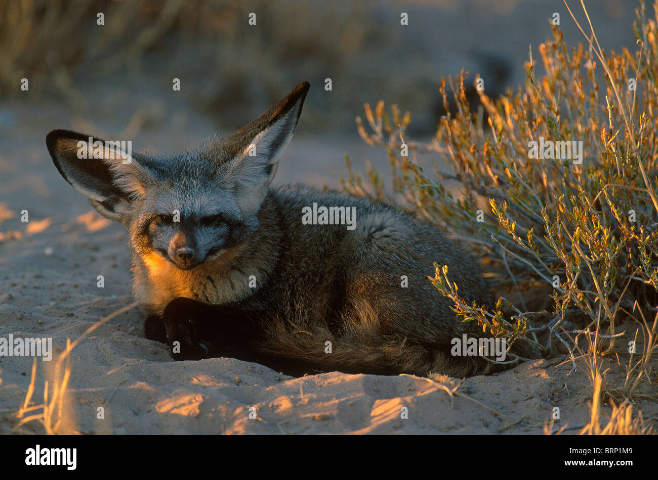 A Bat eared fox curled up in the sand outside its burrow Stock Photo ...