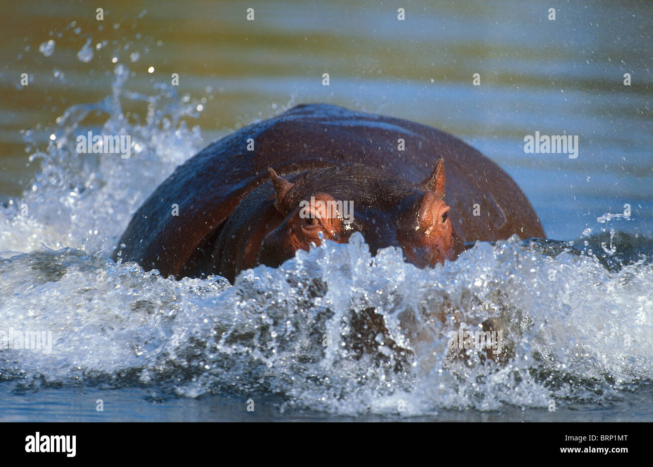 Hippo charging from in the water Stock Photo - Alamy