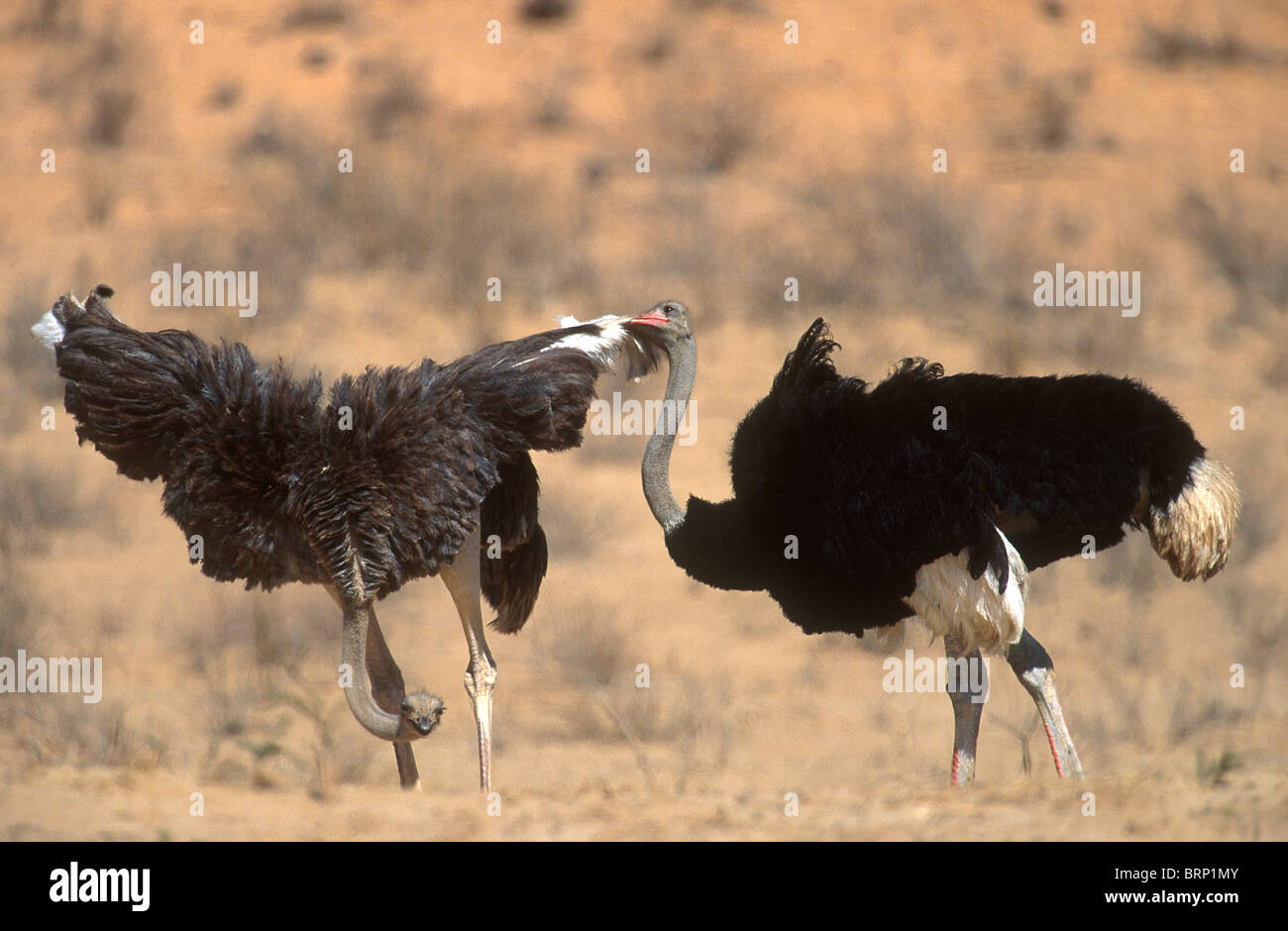 Male and female Ostrich in a courtship display Stock Photo - Alamy