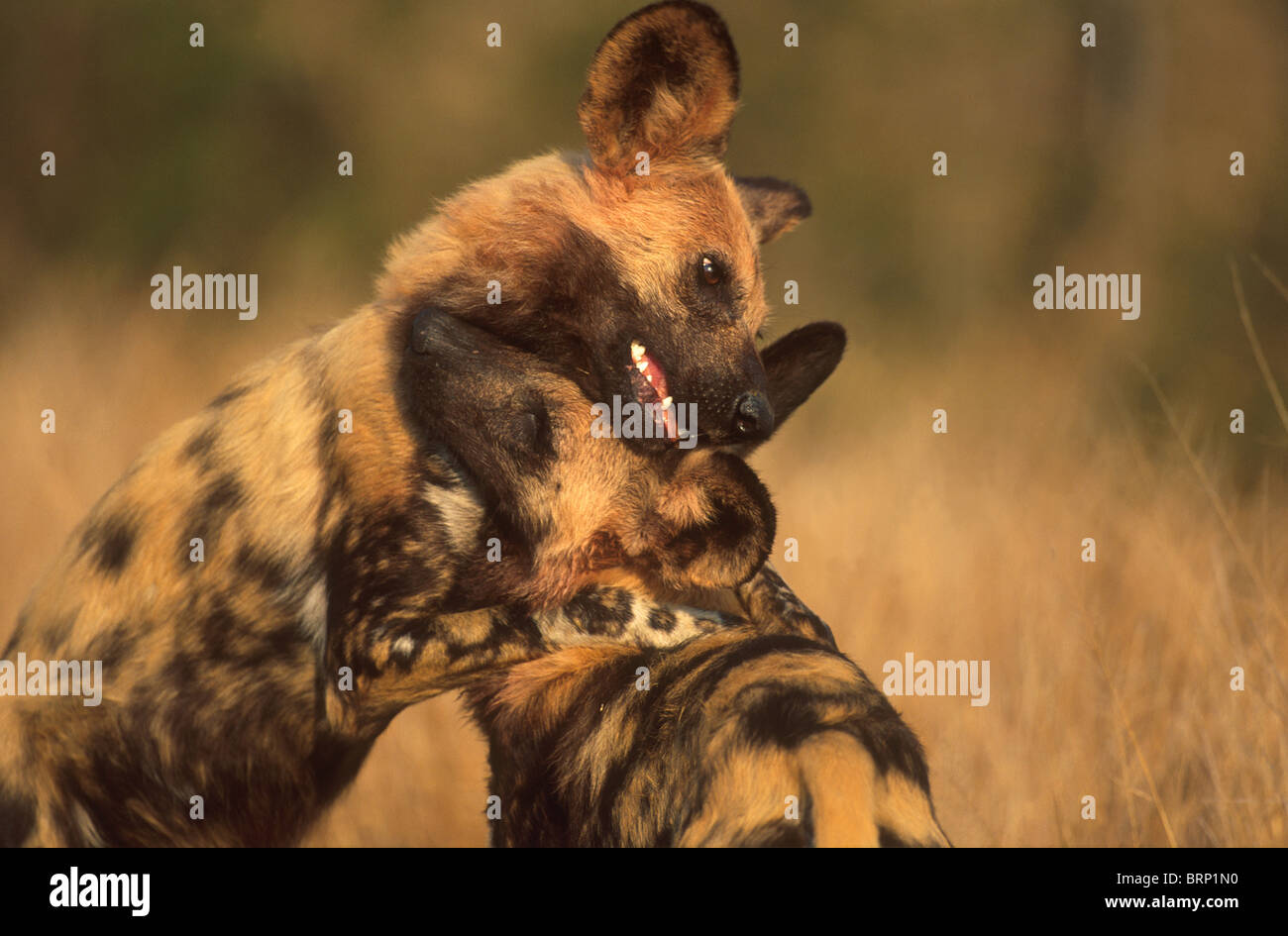 Two dogs canines hi-res stock photography and images - Alamy