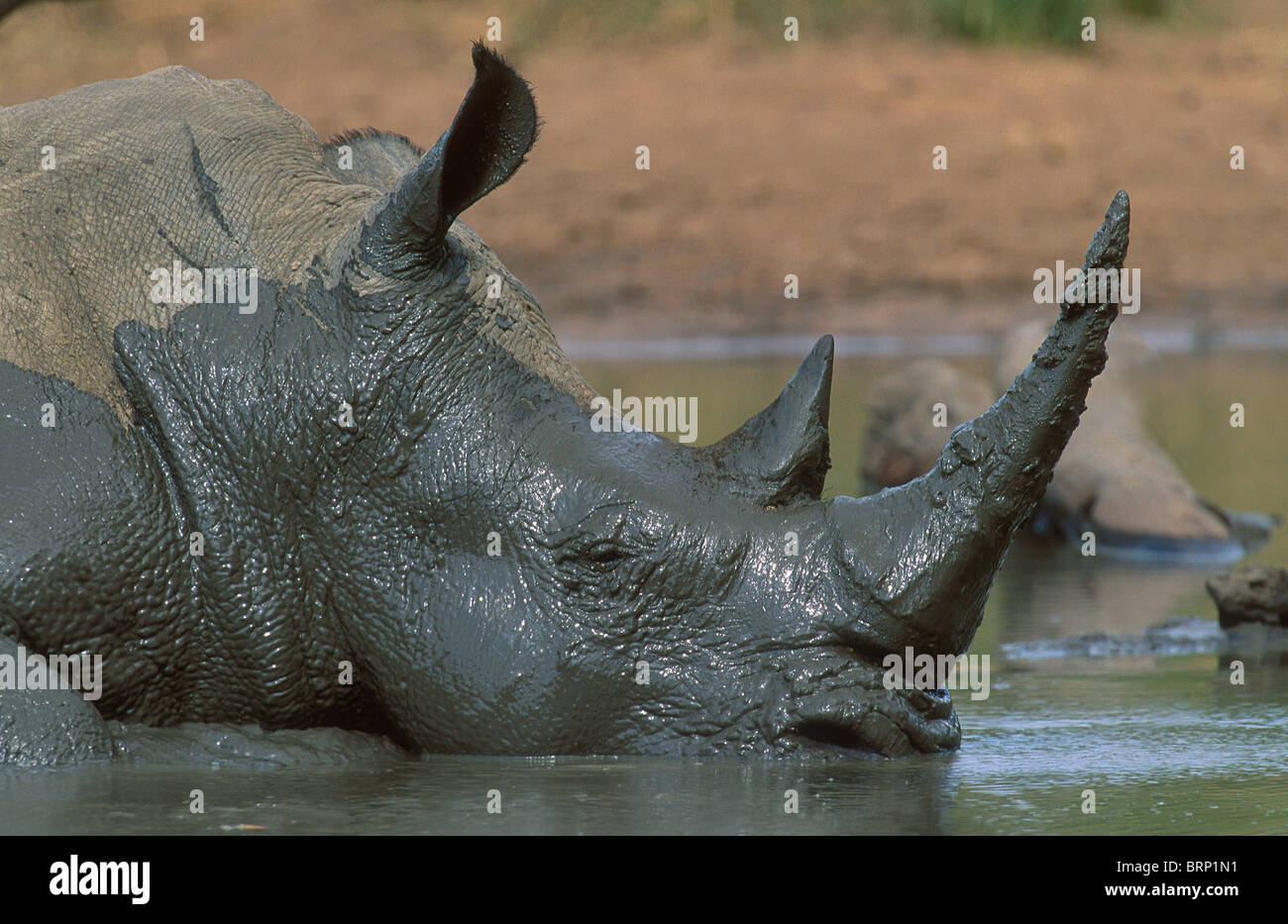 White rhinoceros mud wallow hi-res stock photography and images - Alamy