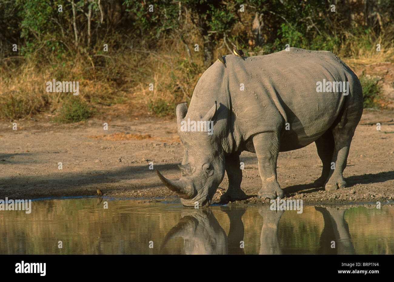 White rhinoceros, drinking Stock Photo - Alamy