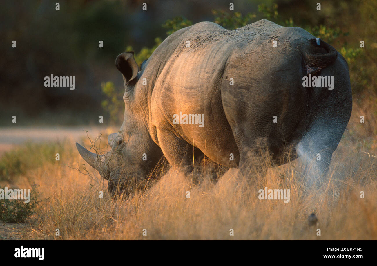 Bull White rhinoceros urinates to mark its territory Stock Photo - Alamy