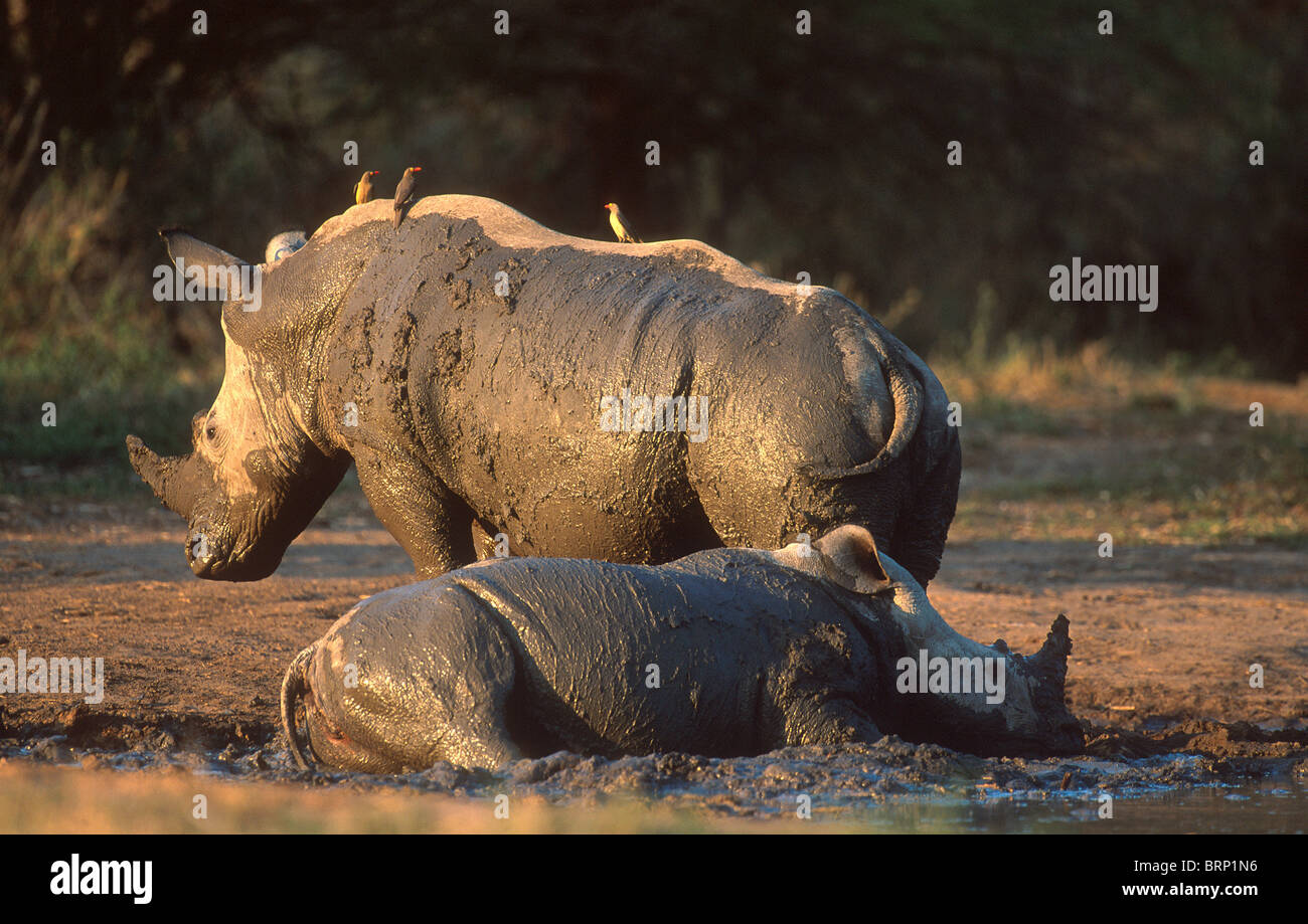 Two white rhinos at mud wallow, one with red billed oxpeckers on it's ...