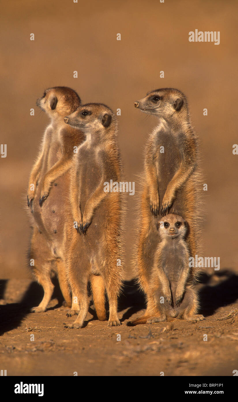 Meerkats suricates suricata suricatta standing hi-res stock photography ...
