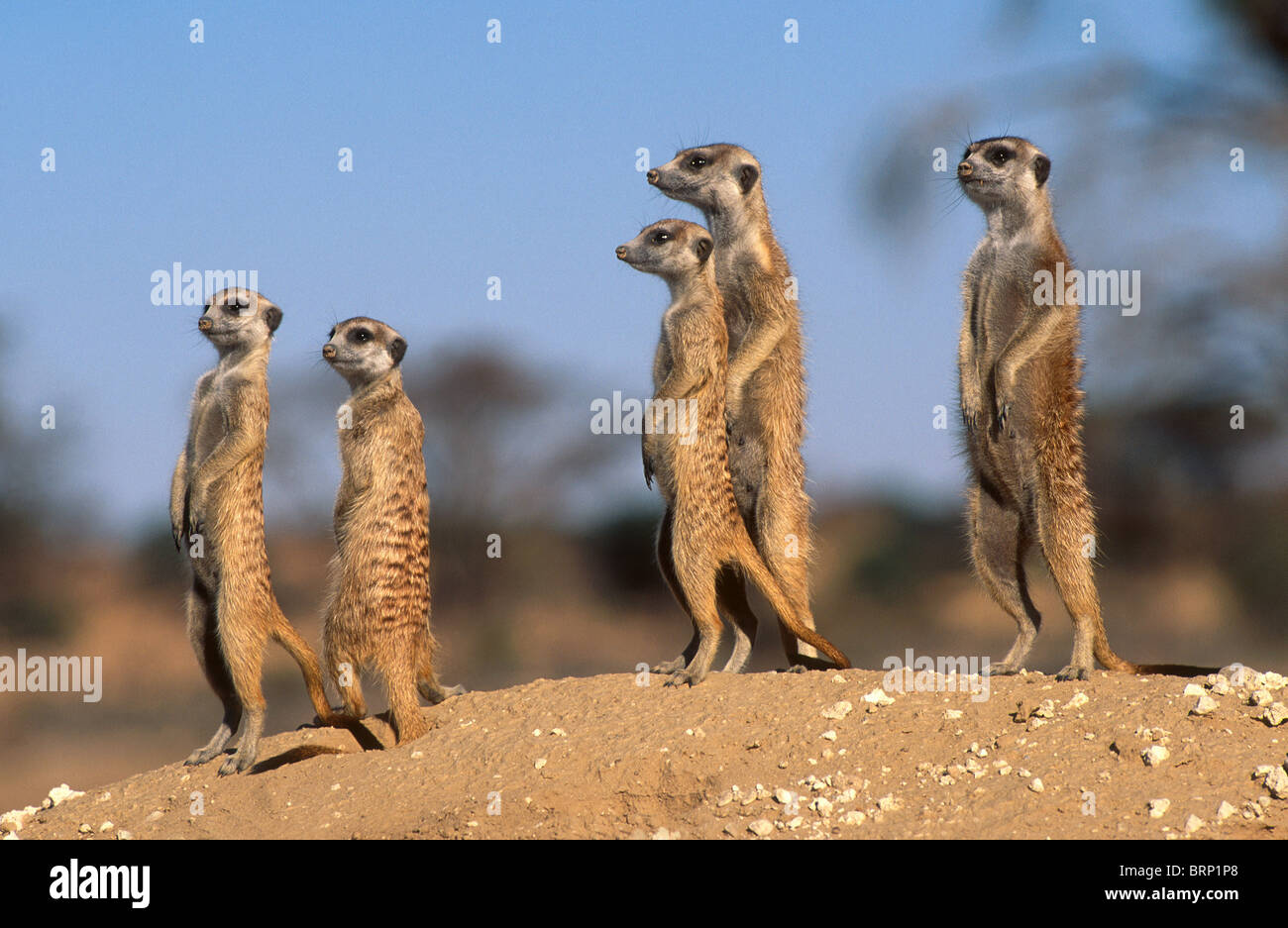 Meerkats suricates suricata suricatta standing hi-res stock photography ...