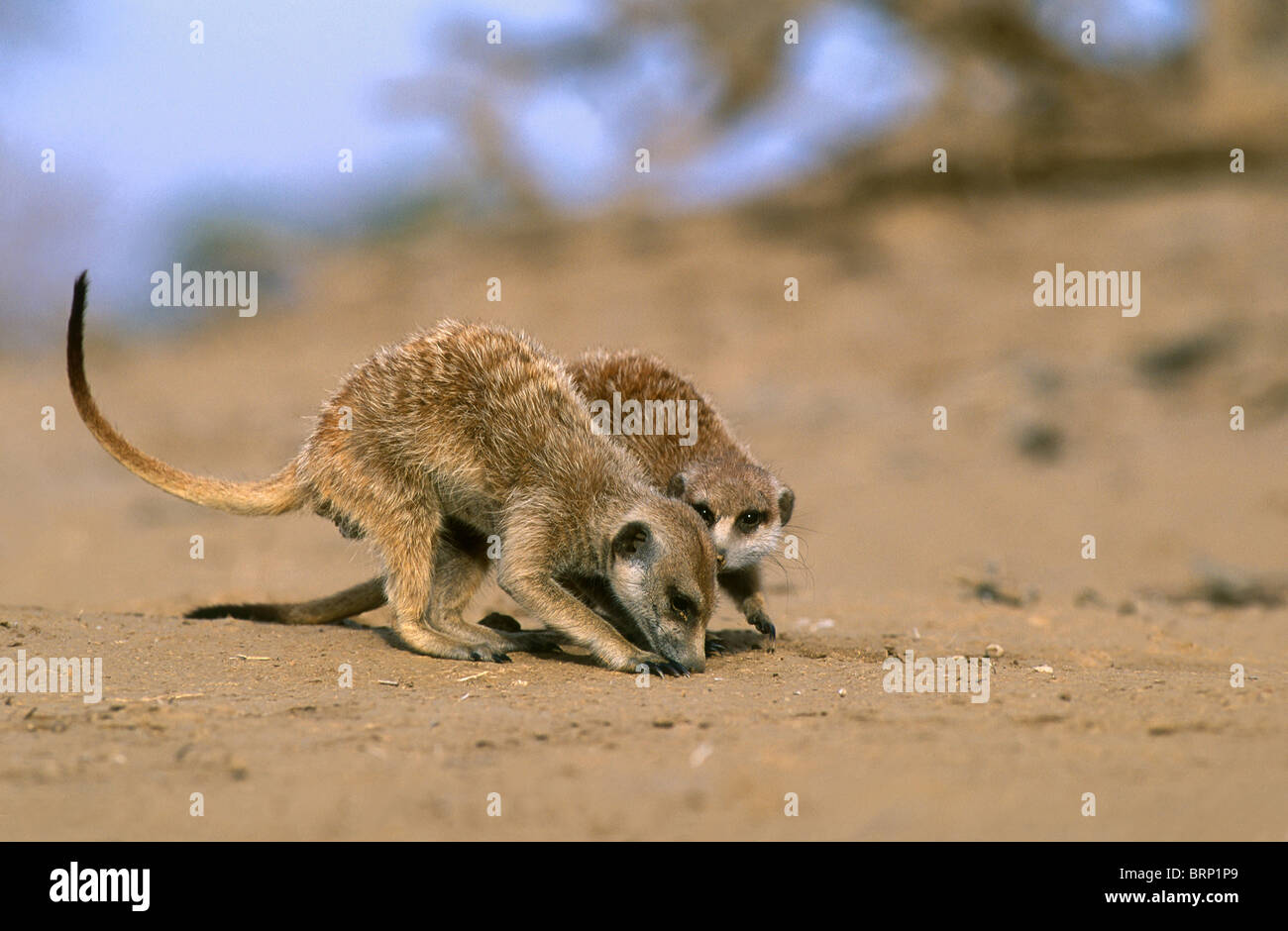 A pair of Meerkat (suricate) foraging for scorpions Stock Photo - Alamy