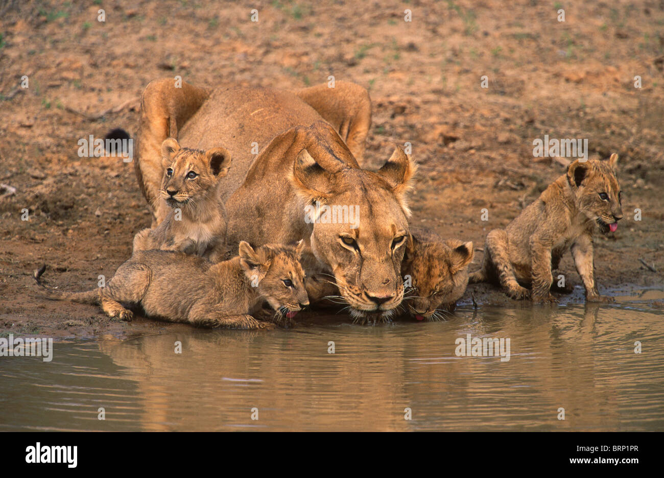 Lioness And 4 Cubs