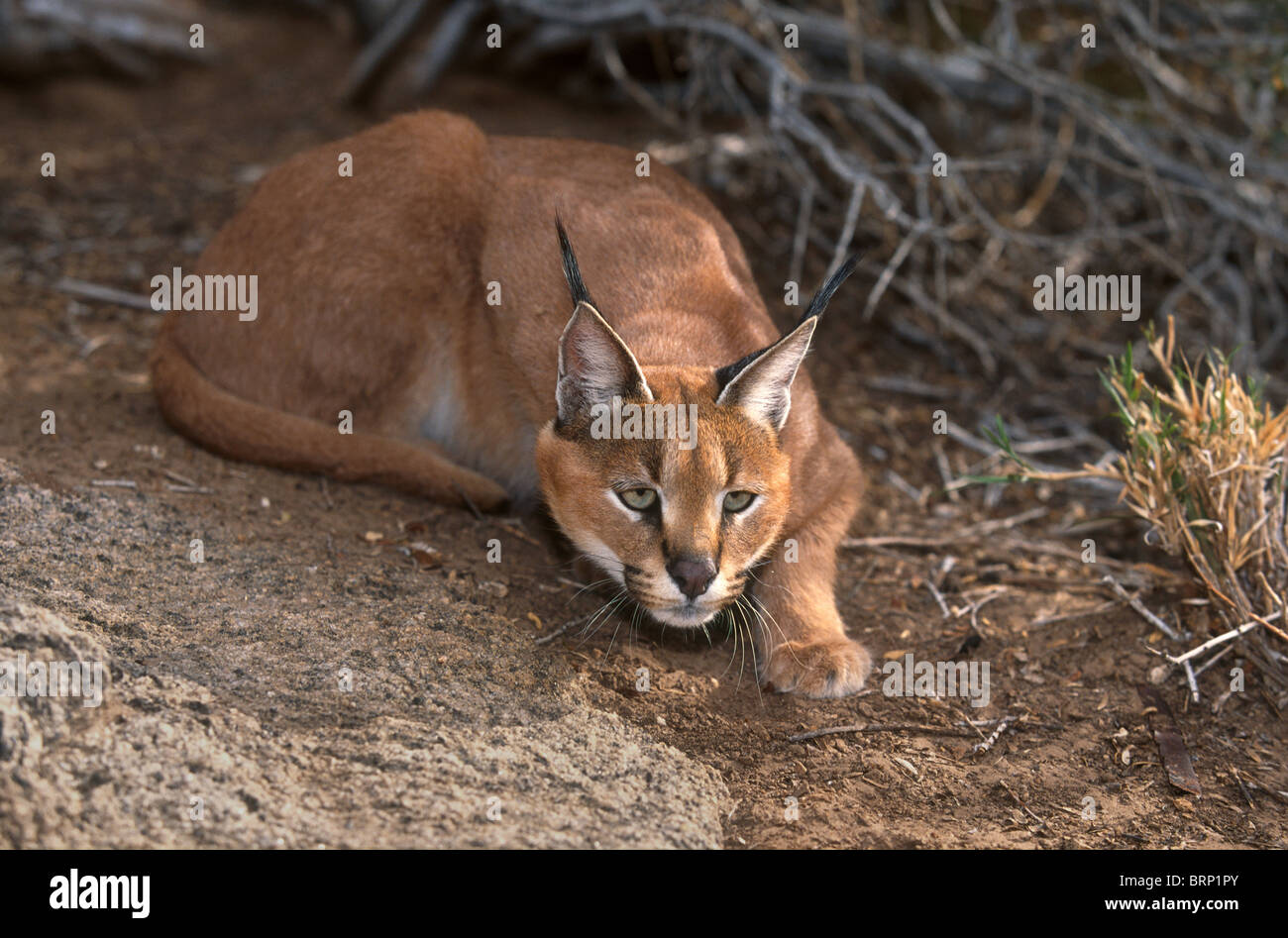 Caracal on the hunt, head-on view Stock Photo - Alamy