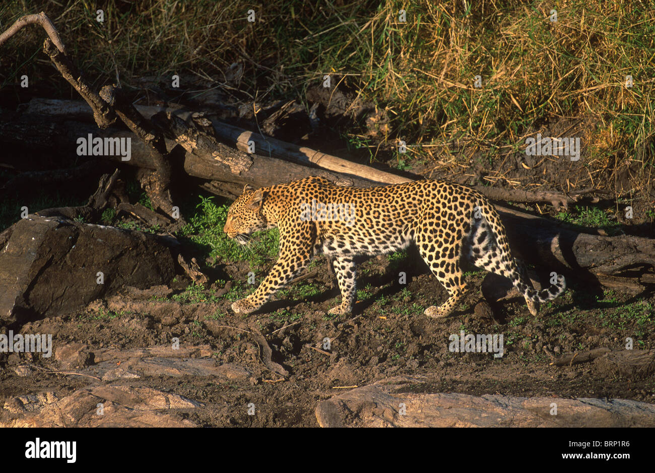 Side-view of an adult Leopard walking over a muddy patch Stock Photo ...