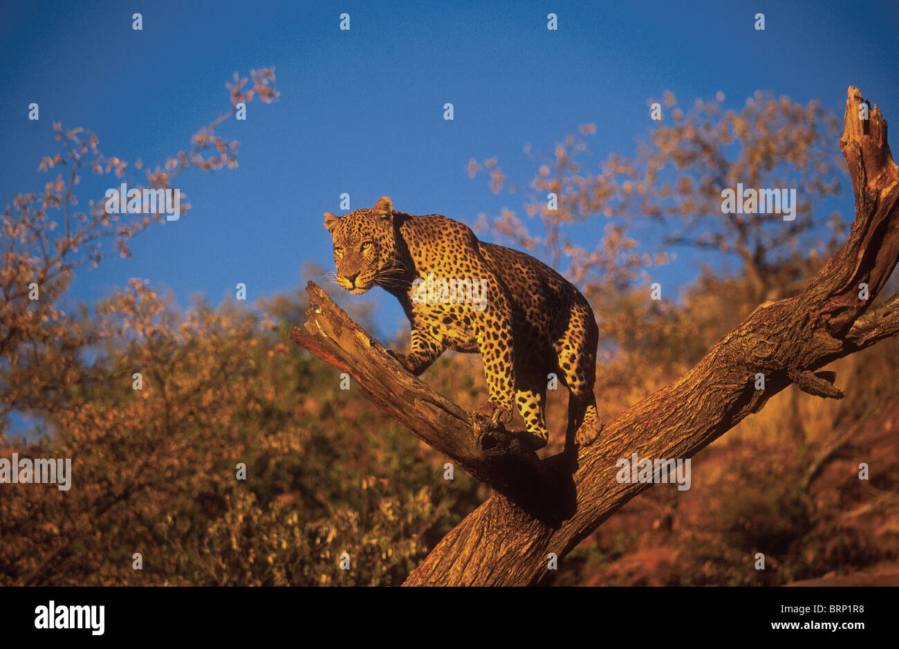 Leopard on a tree namibia hi-res stock photography and images - Alamy