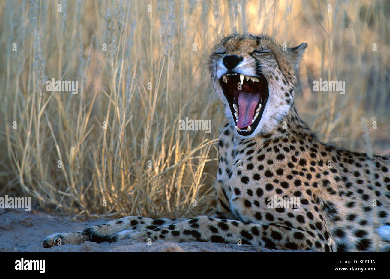 Portrait of a Cheetah lying in tall, dry grass yawning, exposing teeth ...