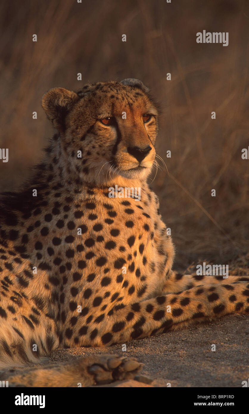 Side-view of a Cheetah portrait Stock Photo - Alamy