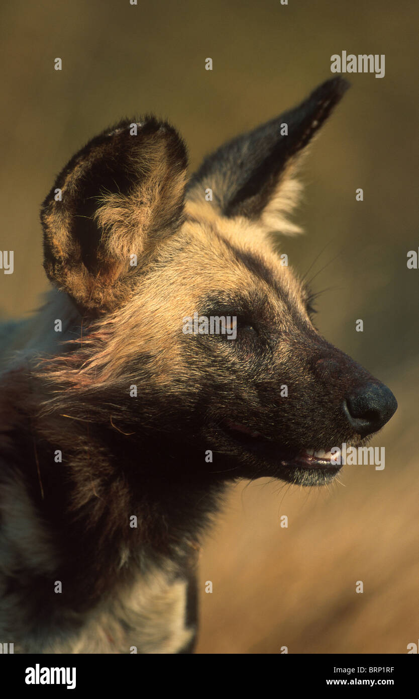 Detailed side-view portrait of a Wild dog Stock Photo - Alamy