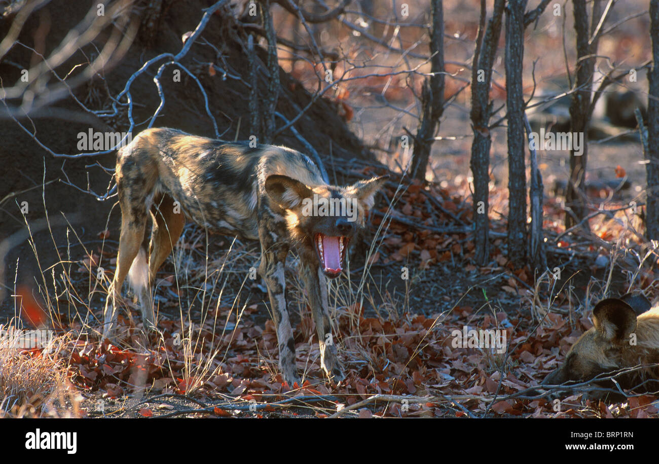 Exposing teeth hi-res stock photography and images - Alamy