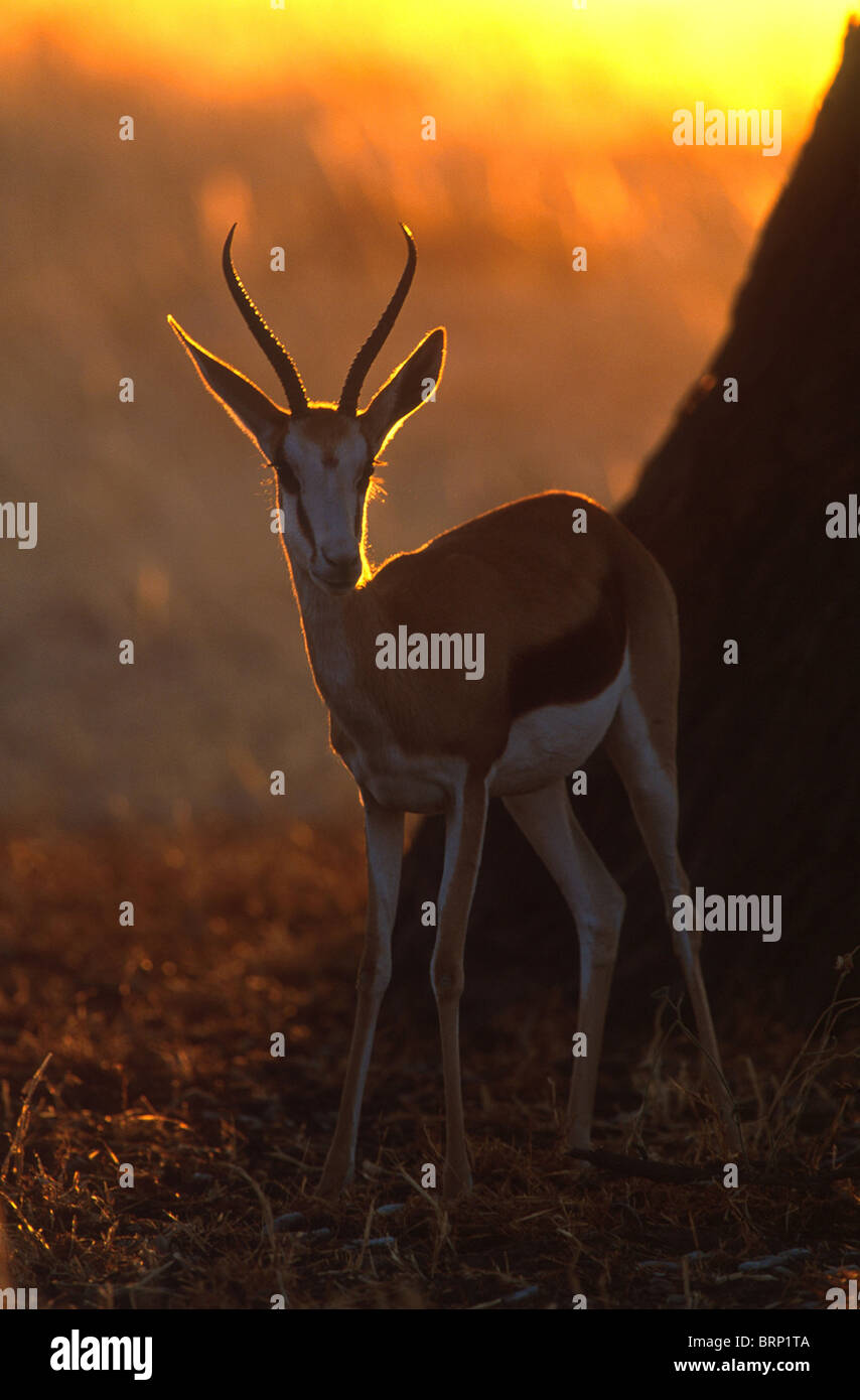 Springbok ewe hi-res stock photography and images - Alamy