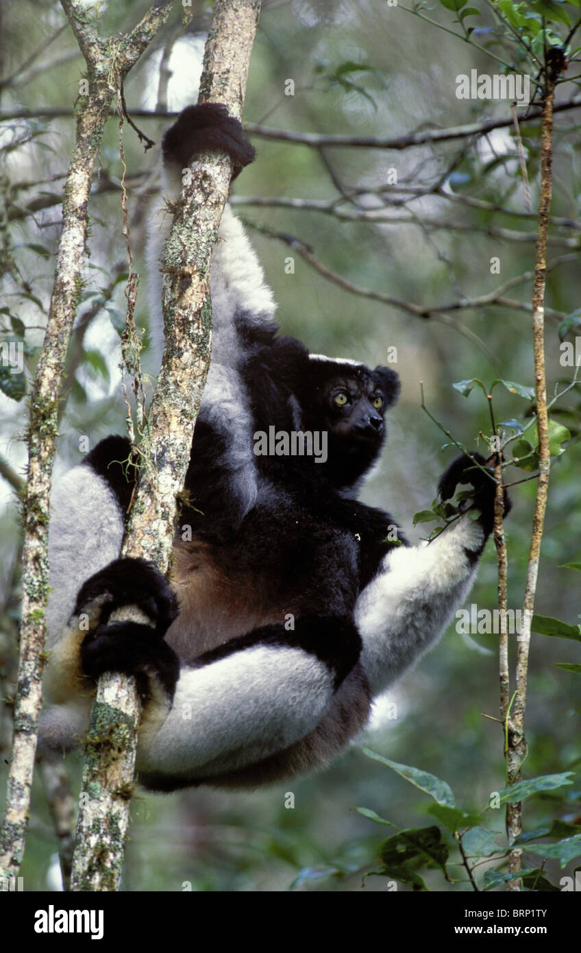 Arboreal Habitat High Resolution Stock Photography and Images - Alamy