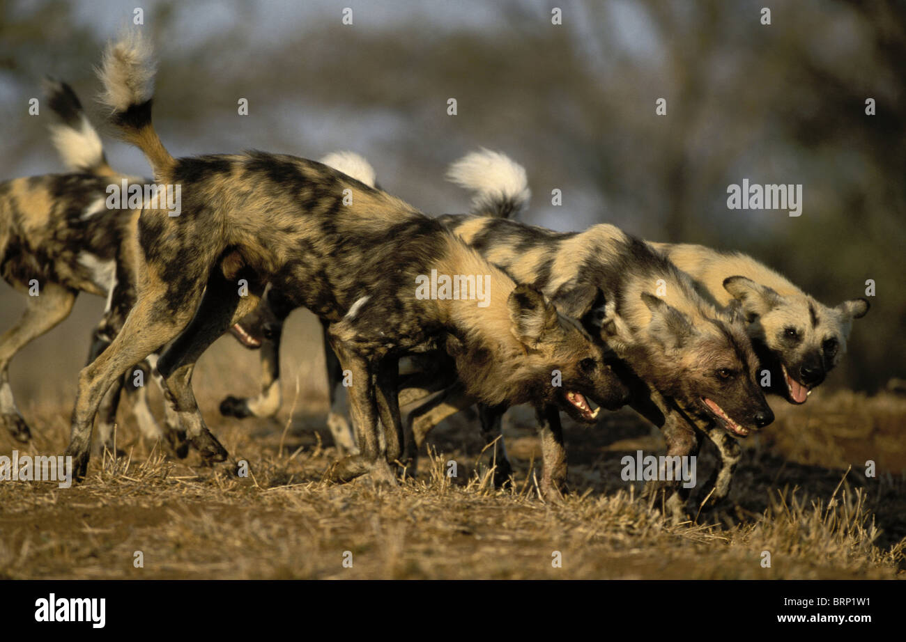 Wild dogs mobbing one another as they return to the den from a hunt ...