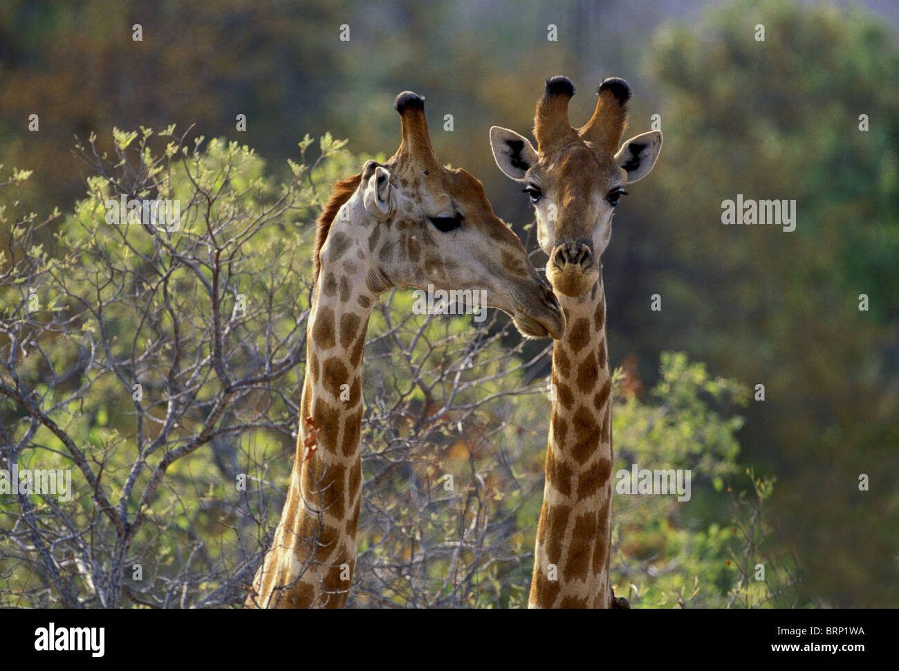A portrait of two giraffes Stock Photo - Alamy