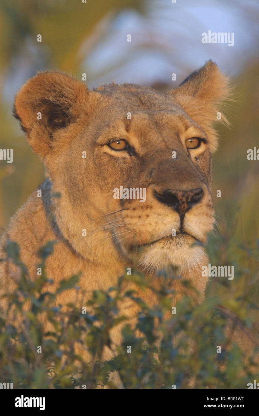 Lioness looking over some bushes Stock Photo - Alamy