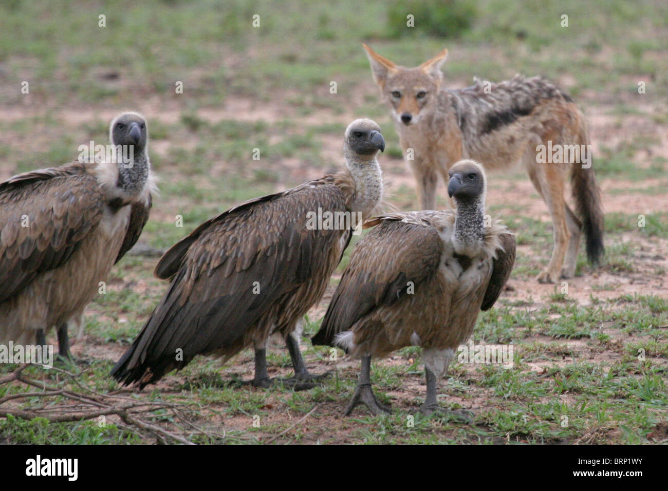 Three vultures hi-res stock photography and images - Alamy