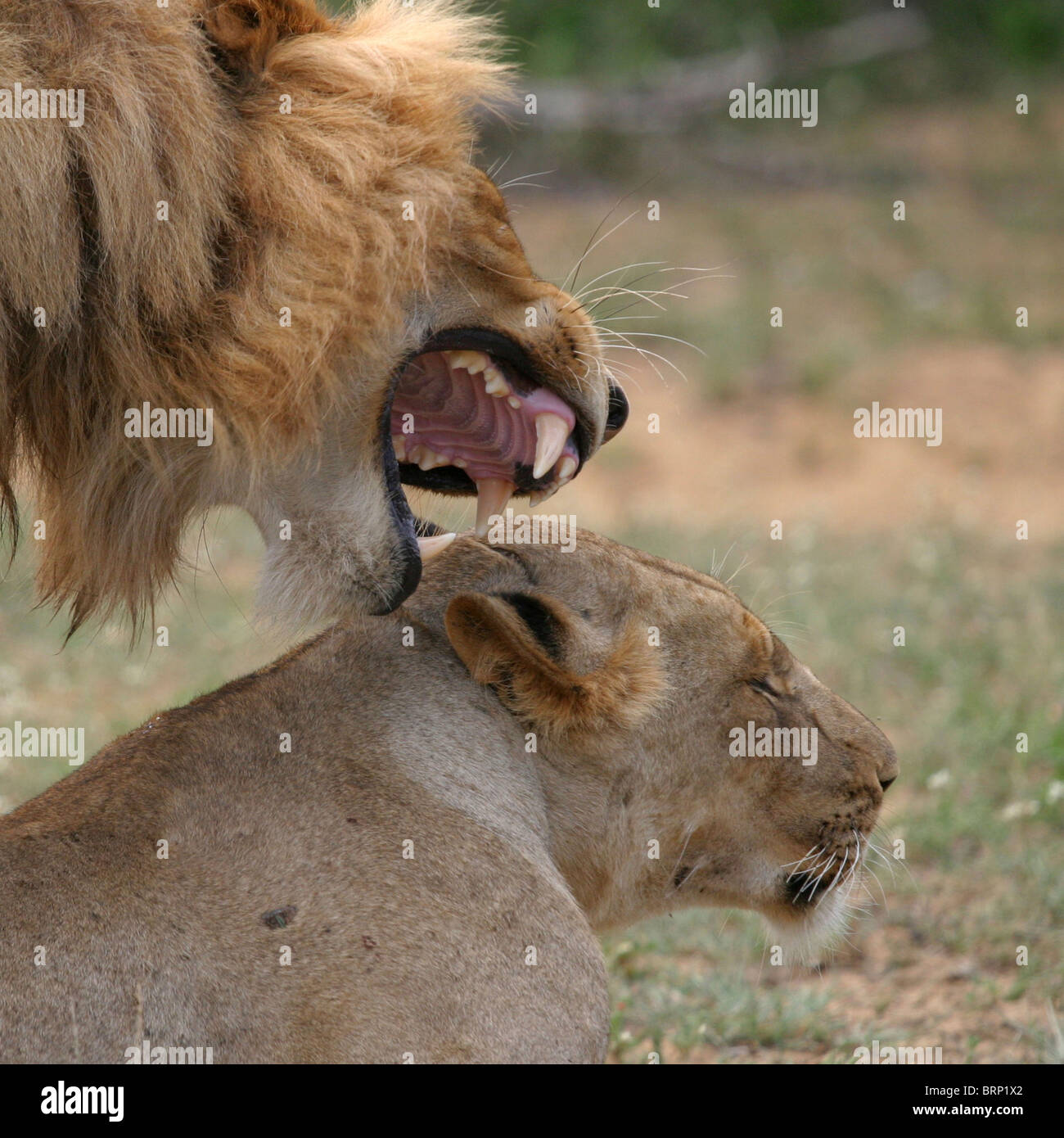 Tight portrait of lions mating Stock Photo - Alamy