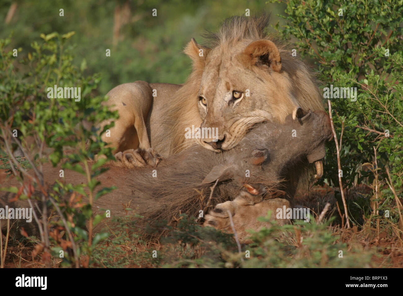 Lion with throttling a warthog Stock Photo - Alamy