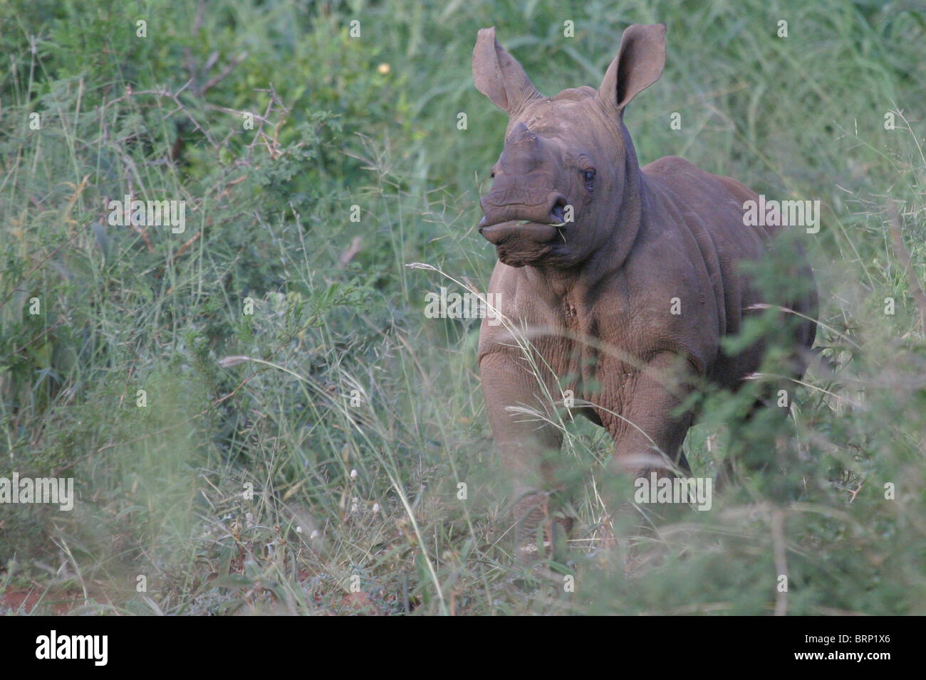 Big rhino standing hi-res stock photography and images - Alamy