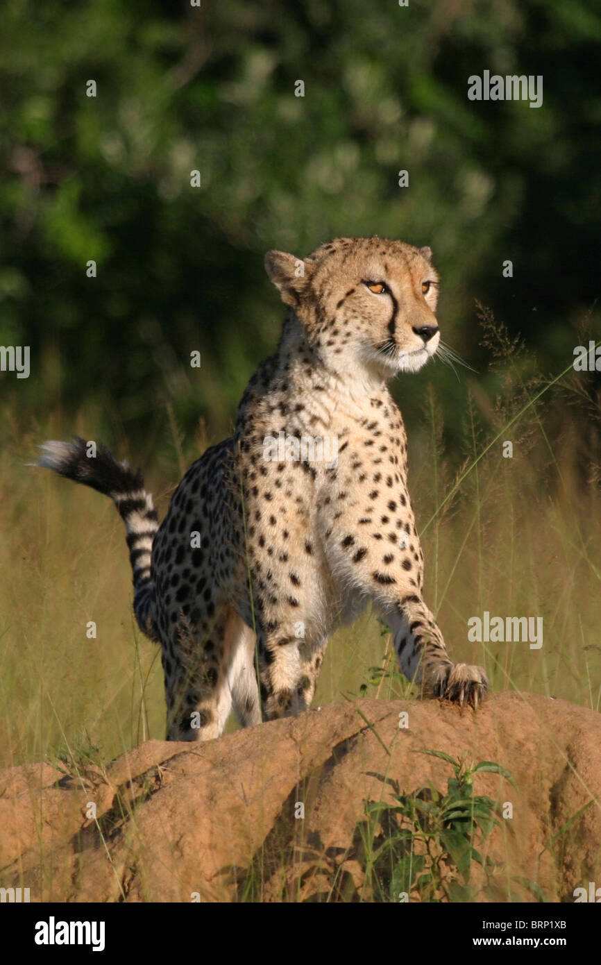 On an ant hill hi-res stock photography and images - Alamy