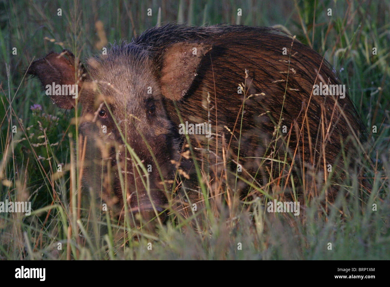 Bushpig curled up and hiding amongst long grass Stock Photo - Alamy