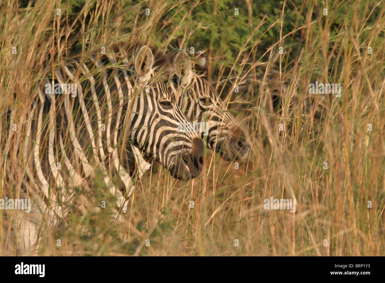Two Zebras standing in long dry grass Stock Photo - Alamy