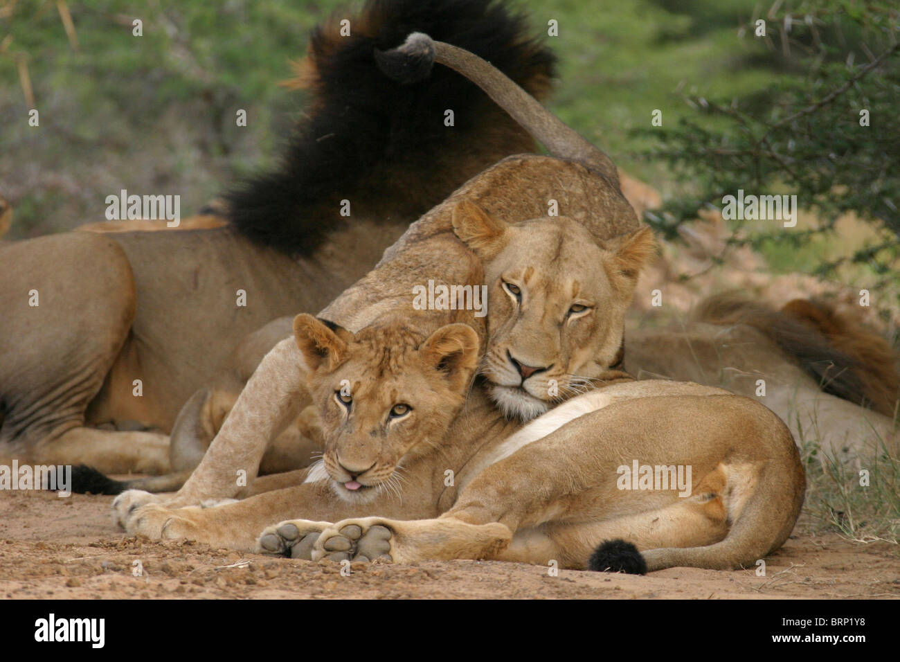 Young lion rubbing itself against a lioness resting on the ground Stock ...