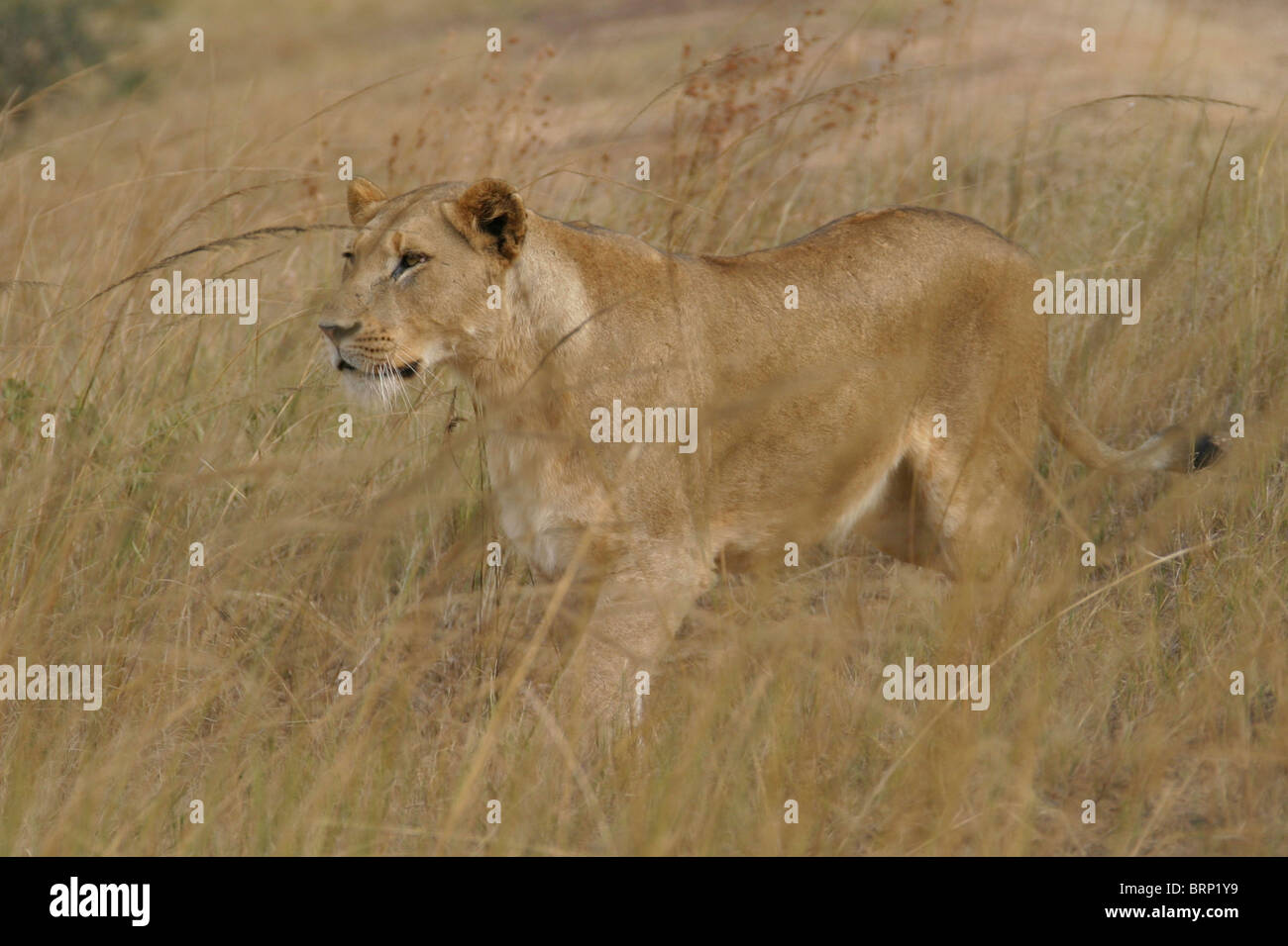 Lioness hunting in long grass hi-res stock photography and images - Alamy