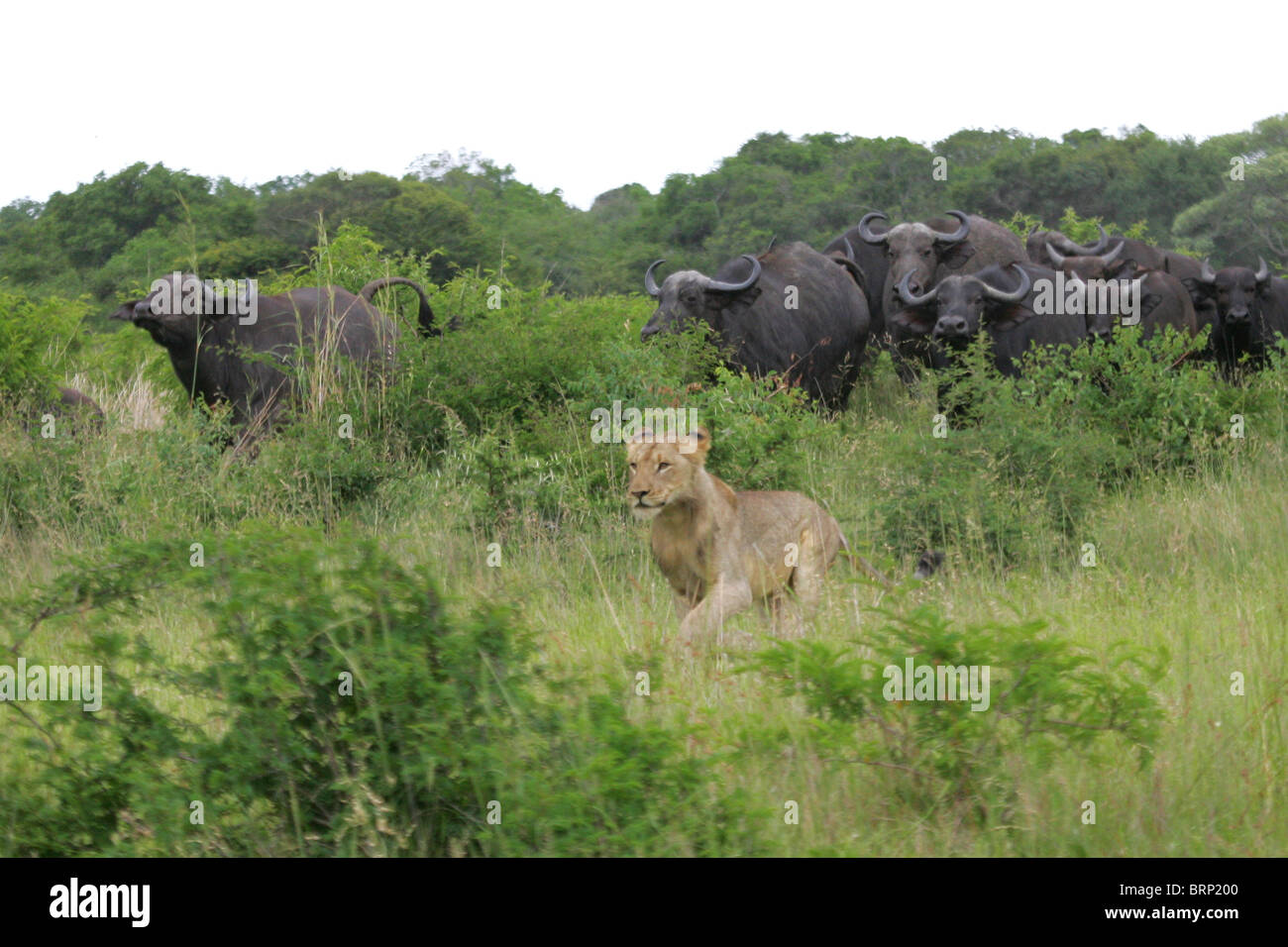 Lion chasing herd hi-res stock photography and images - Alamy