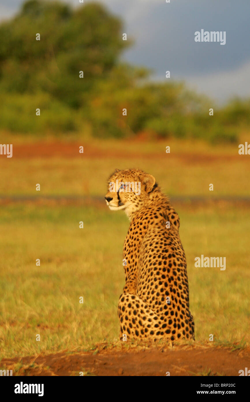 Cheetah with its back to the camera and its head turned to the side ...