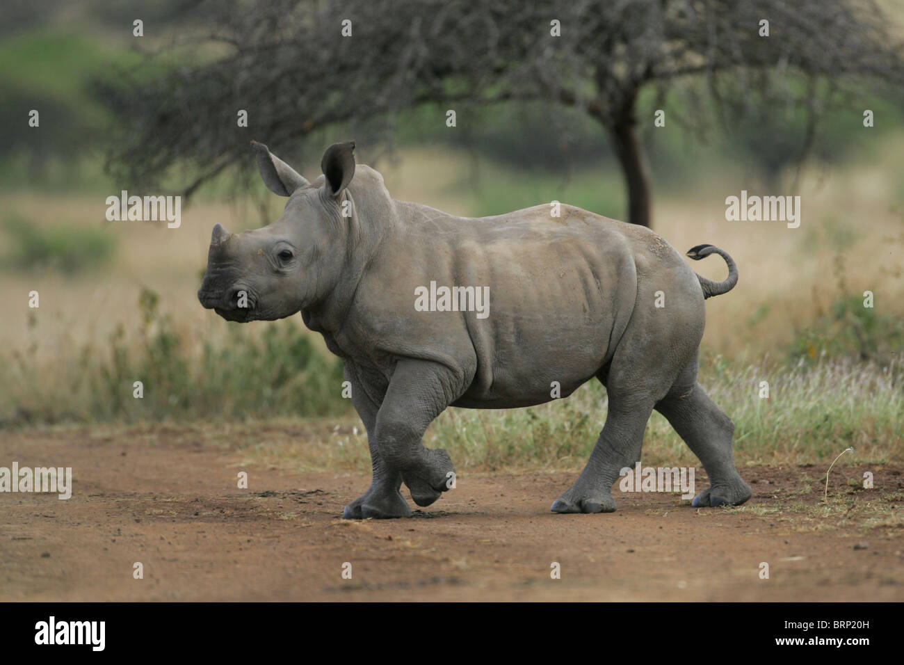 Baby White Rhinoceros