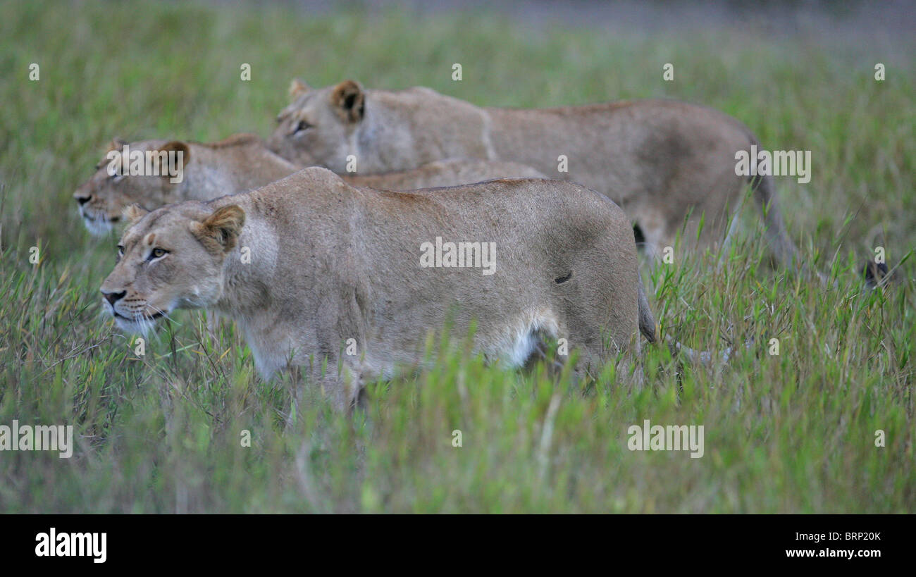 Three lionesses the lionesses hi-res stock photography and images - Alamy