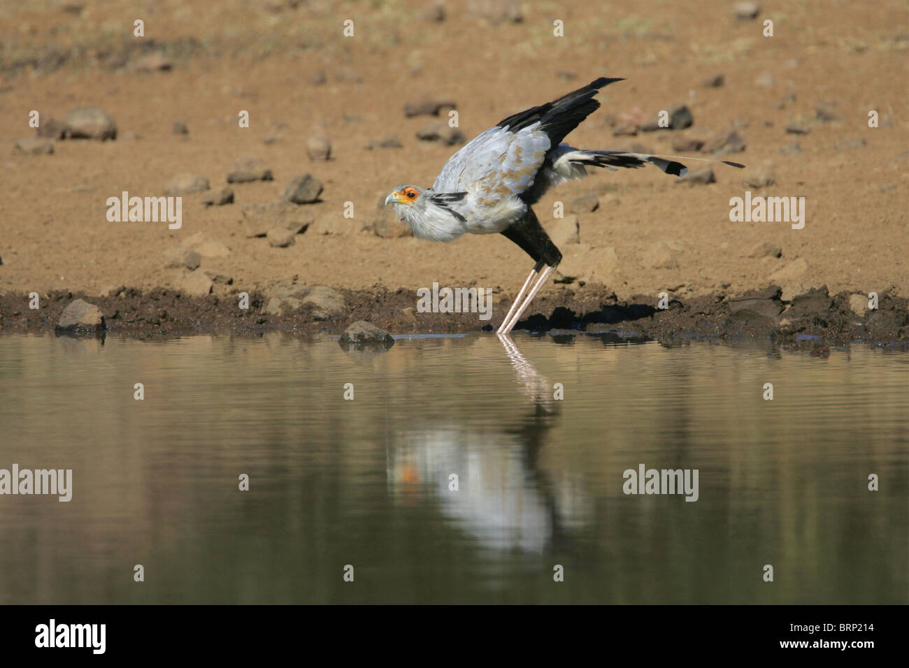 Secretary bird standing in water and leaning foreword with its wings ...