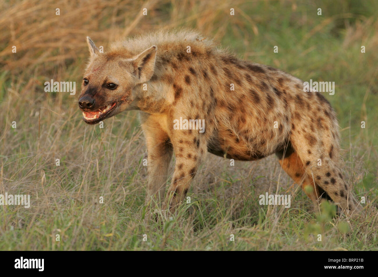 Side view of a Spotted hyena standing with its jaw slightly open and ...