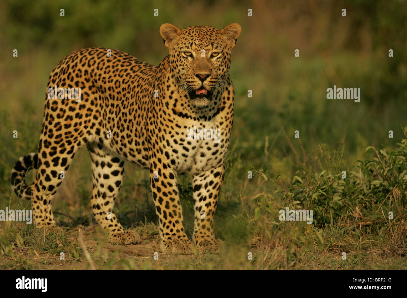 Leopard standing in green vegetation with its jaw slightly open and ...